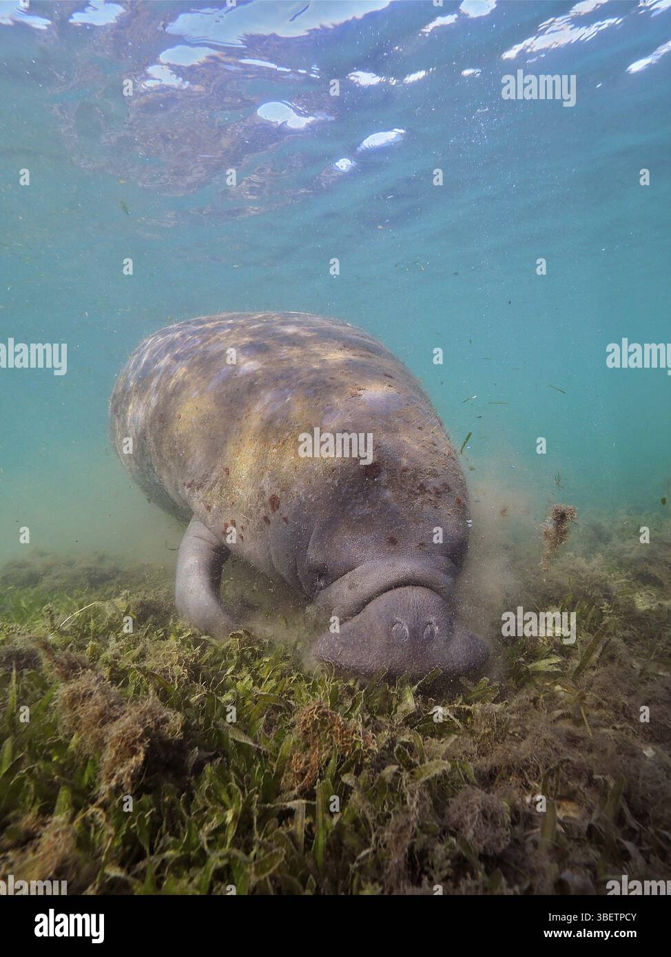 Endangered florida manatee trichechus manatus hi-res stock photography ...