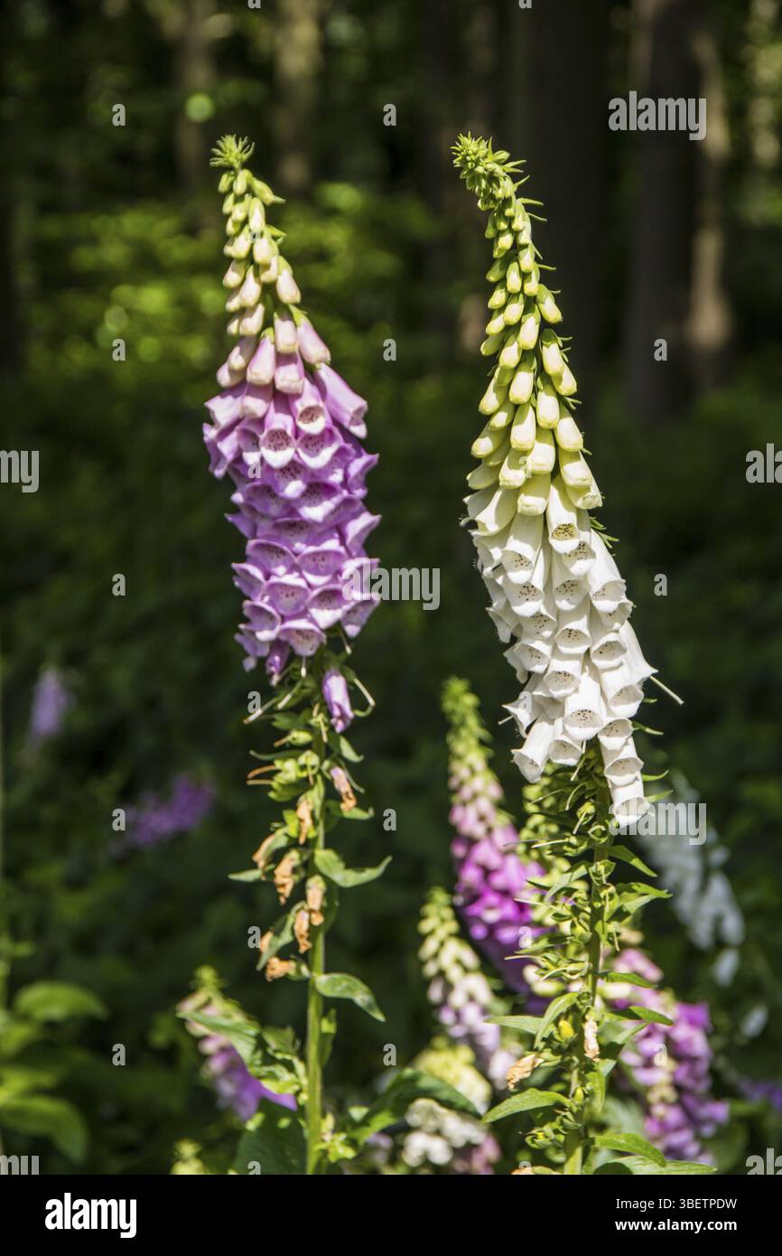 Digitalis purpurea FINGERHUT. digitalis purpurea FOXGLOVE. (digitalis ...