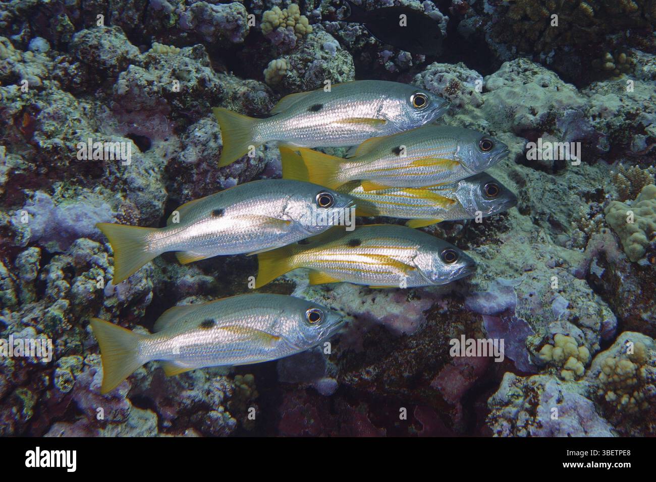 One-spotted snapper (Lutjanus monostigma Stock Photo - Alamy
