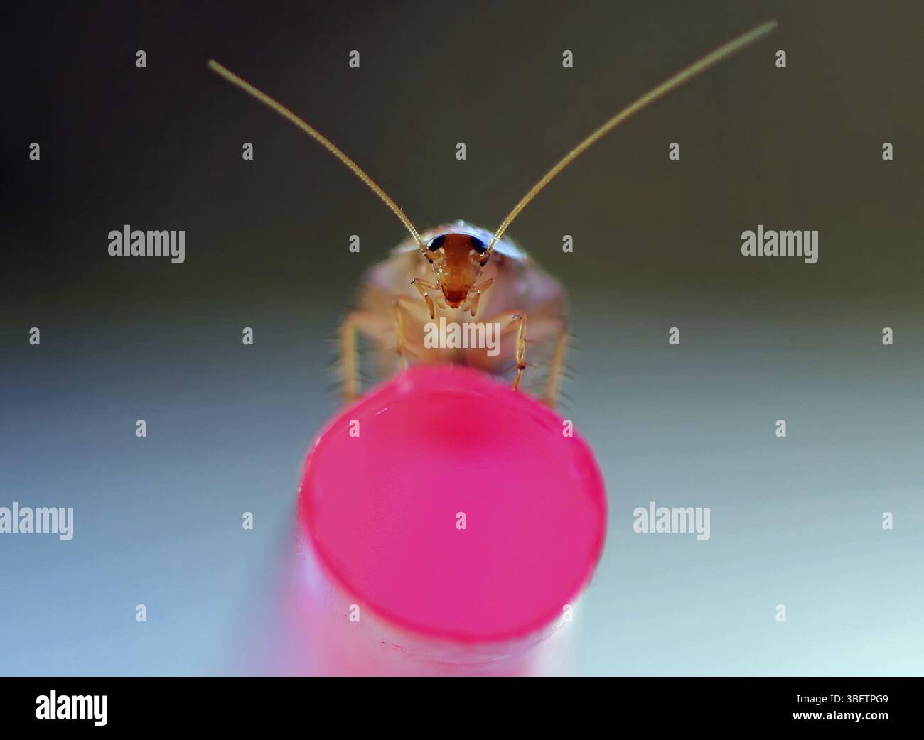 Amber wood cockroach (Ectobius vittiventris Stock Photo - Alamy