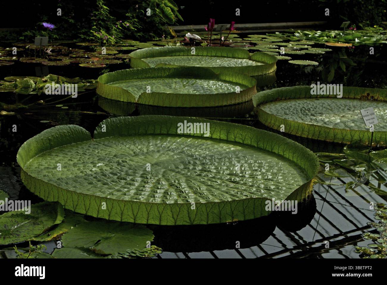 Santa Cruz giant water lily (Victoria cruziana Stock Photo - Alamy