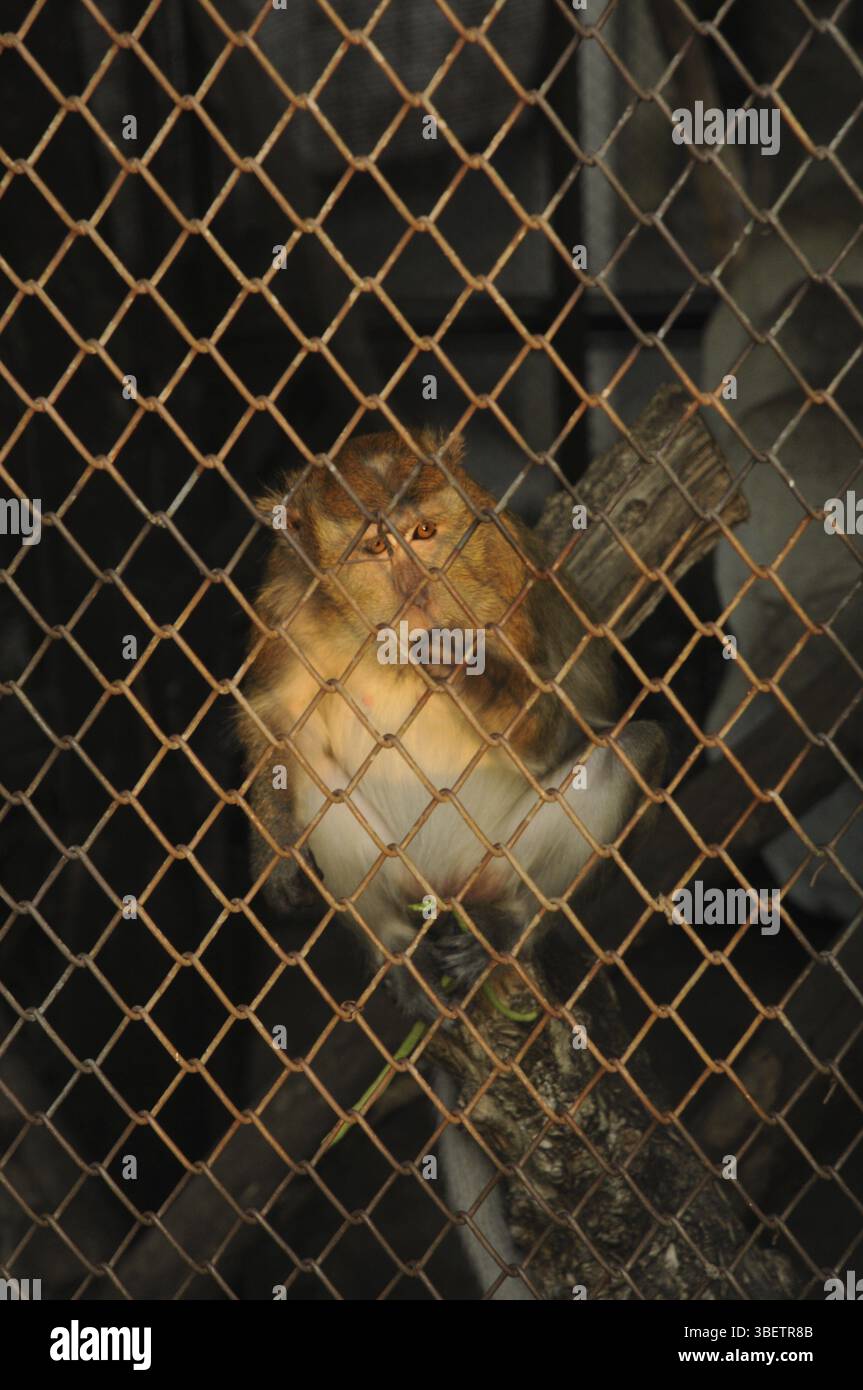 Java monkey macaca fascicularis hi-res stock photography and images - Alamy