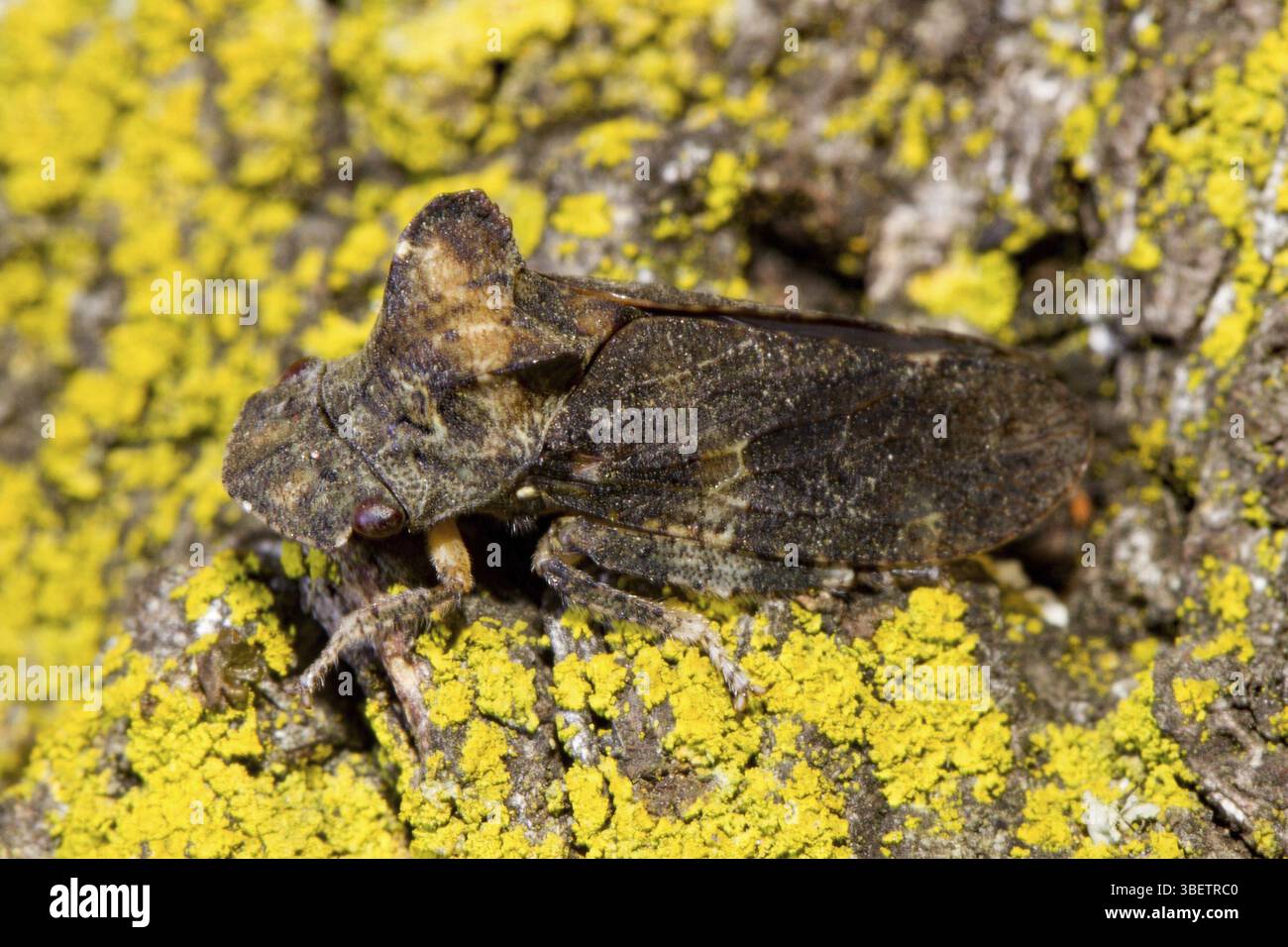 Ear cicada (Ledra aurita Stock Photo - Alamy