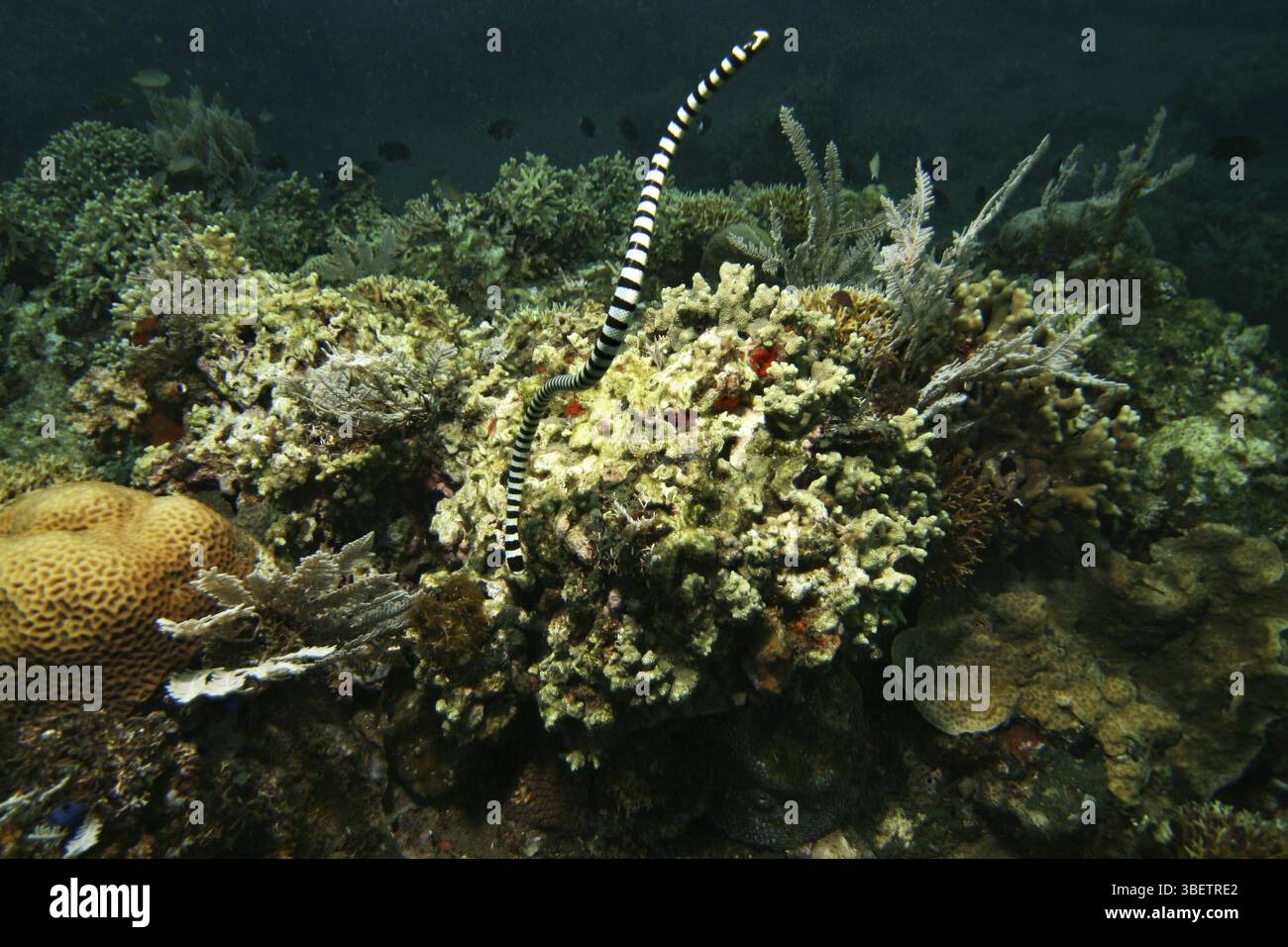 Sea snake (Hydrophis spiralis Stock Photo - Alamy