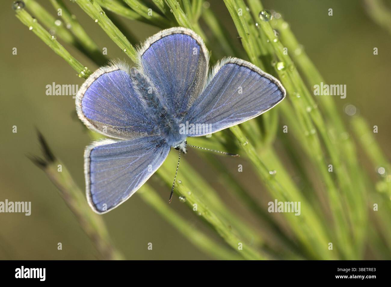 Blue-winged Blue (Polyommatus icarus Stock Photo - Alamy