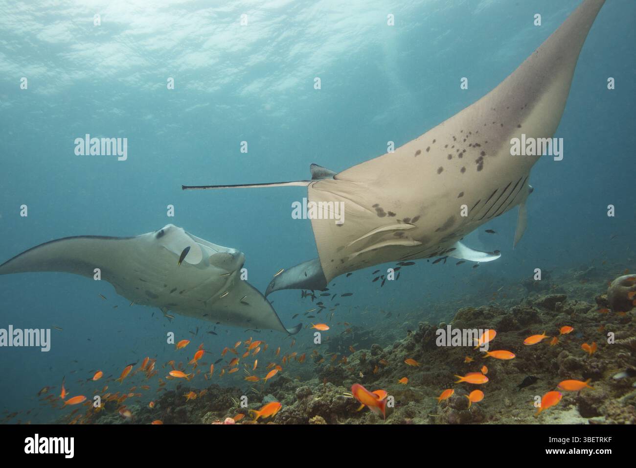 Devil ray (Mobula mobular Stock Photo - Alamy