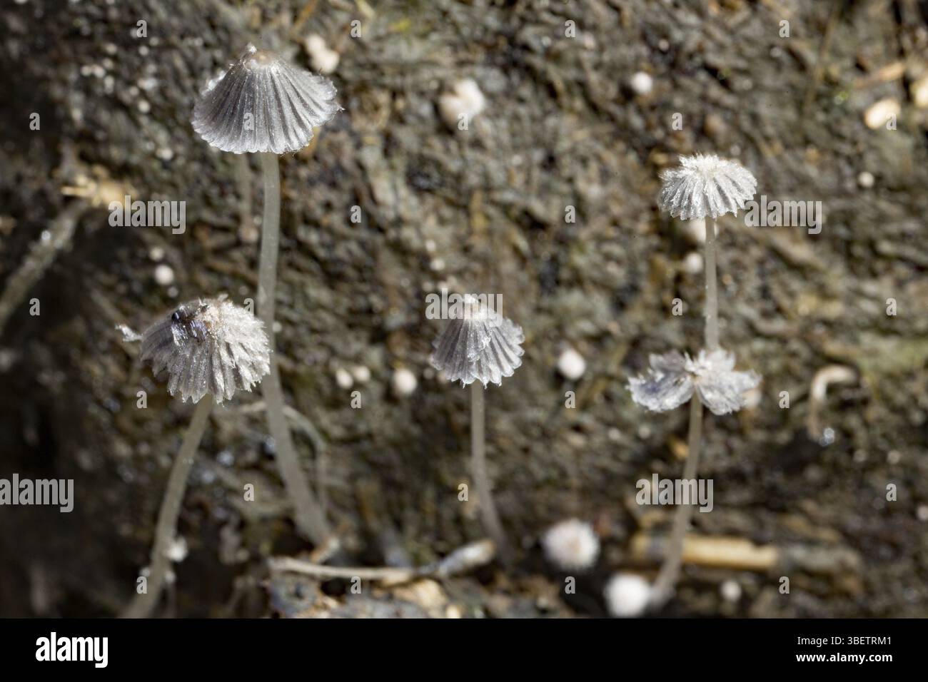 Horse dung tintling (Coprinopsis radiata Stock Photo - Alamy