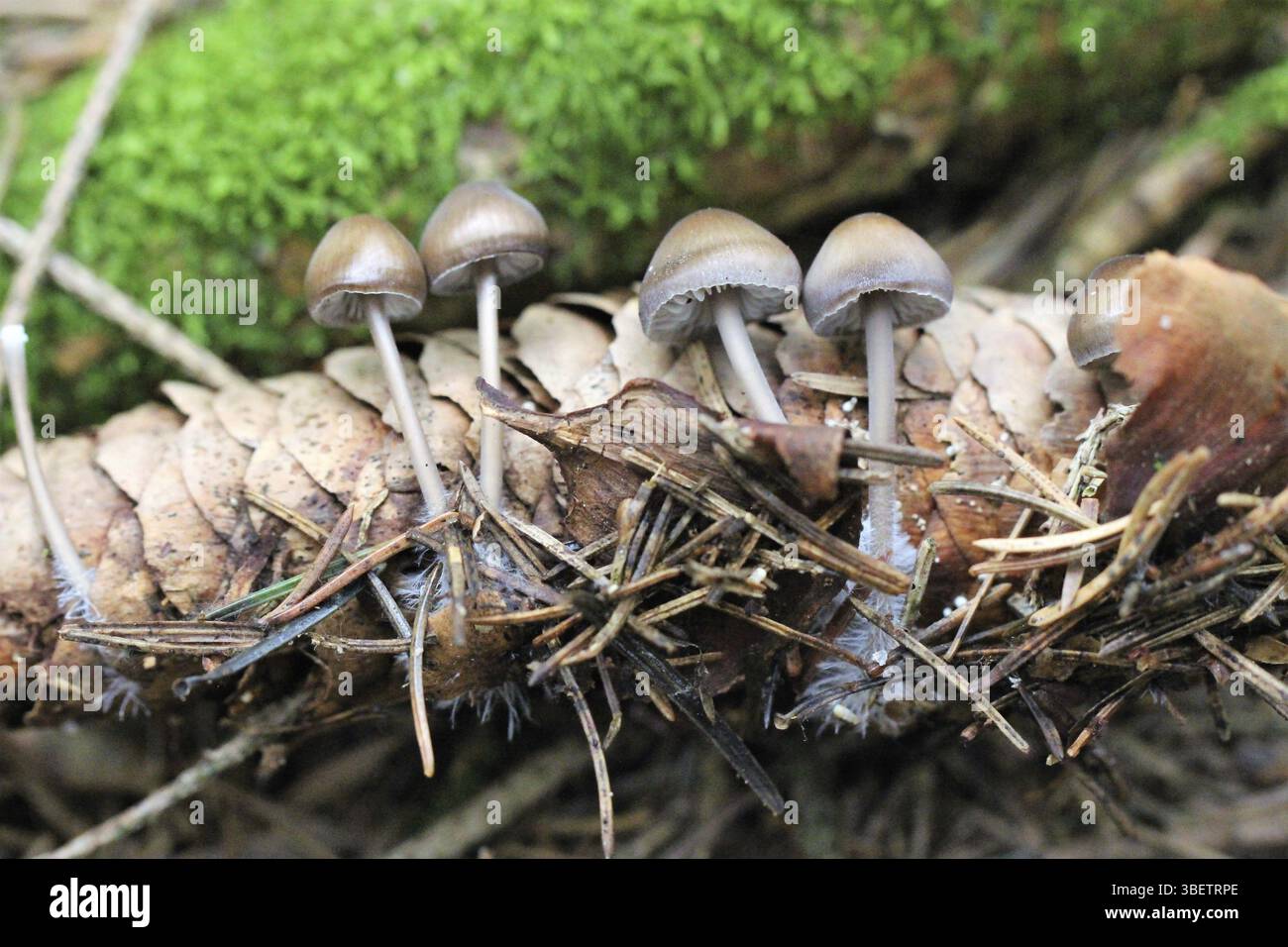 Cone fungus hi-res stock photography and images - Alamy
