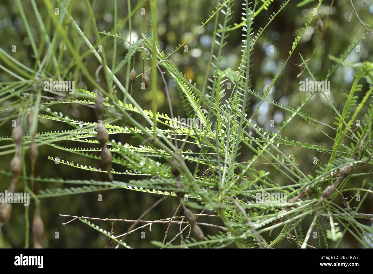 Parkinsonia aculeata flowering hi-res stock photography and images - Alamy