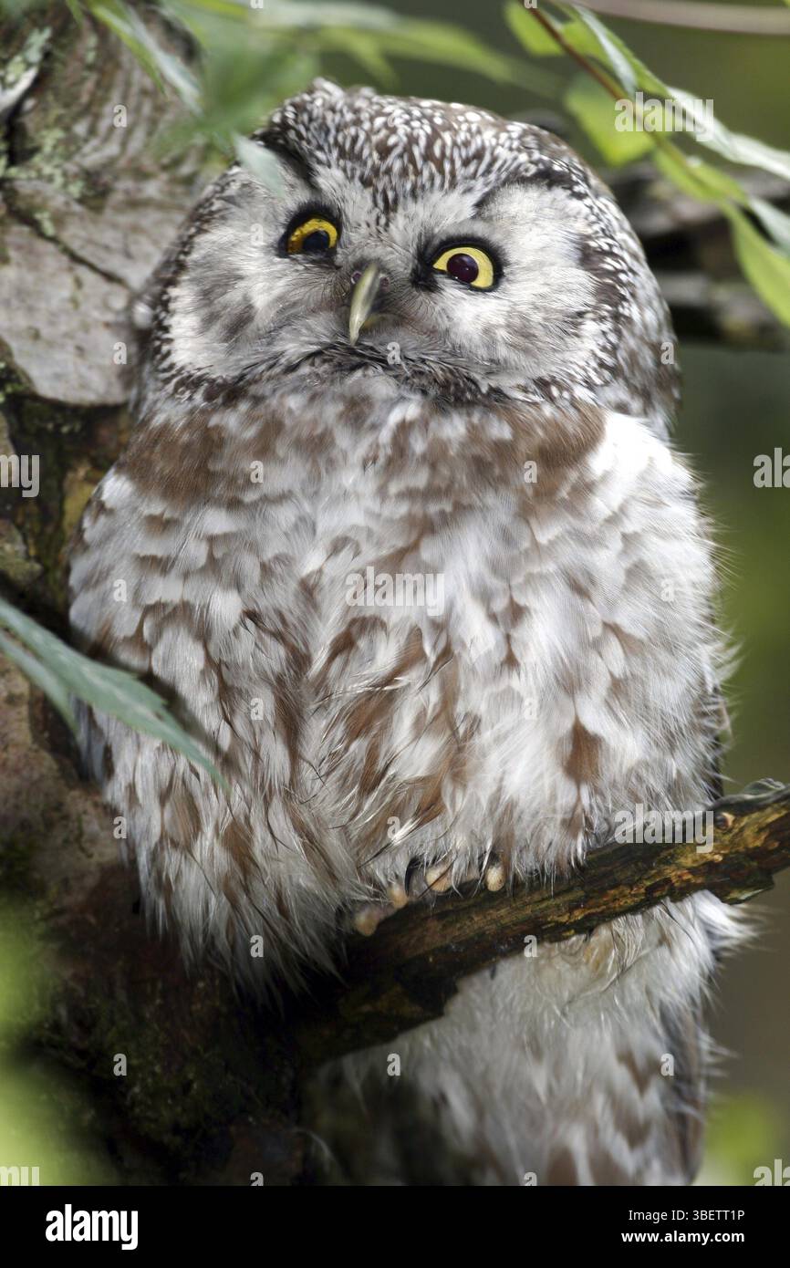 Great horned owl (Aegolius funereus Stock Photo - Alamy