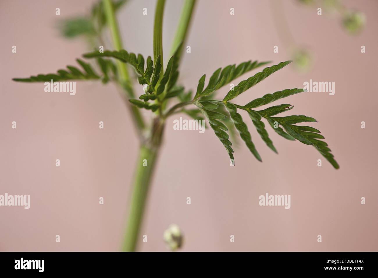 Meadow chervil anthriscus sylvestris hi-res stock photography and ...
