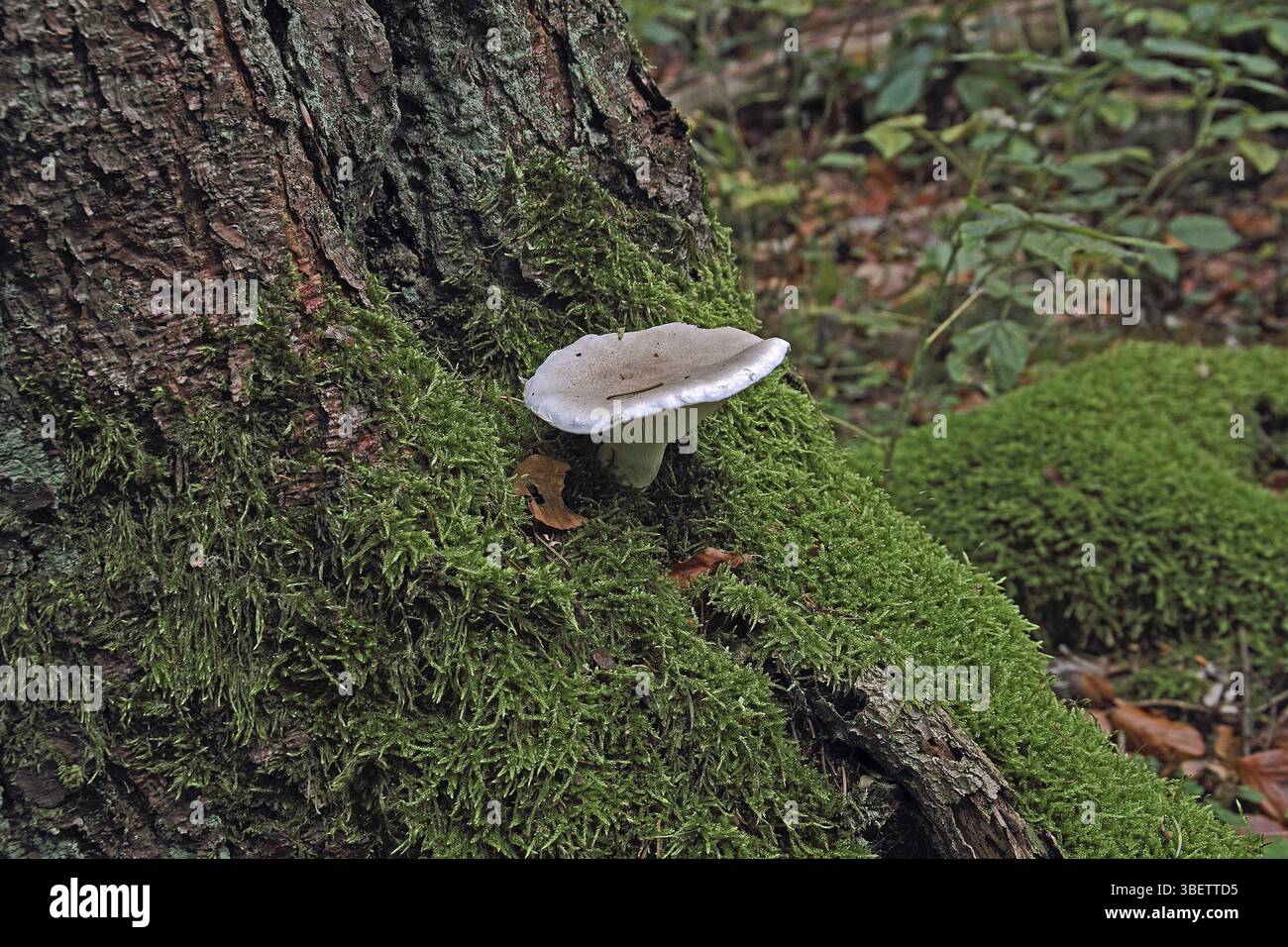 Berinded mushroom (Pleurotus dryinus Stock Photo - Alamy