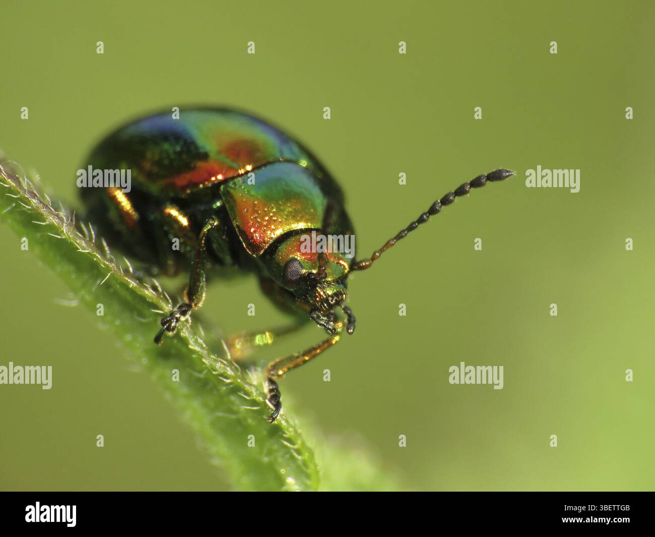 Oval-eyed leaf beetle (Chrysolina fastuosa Stock Photo - Alamy