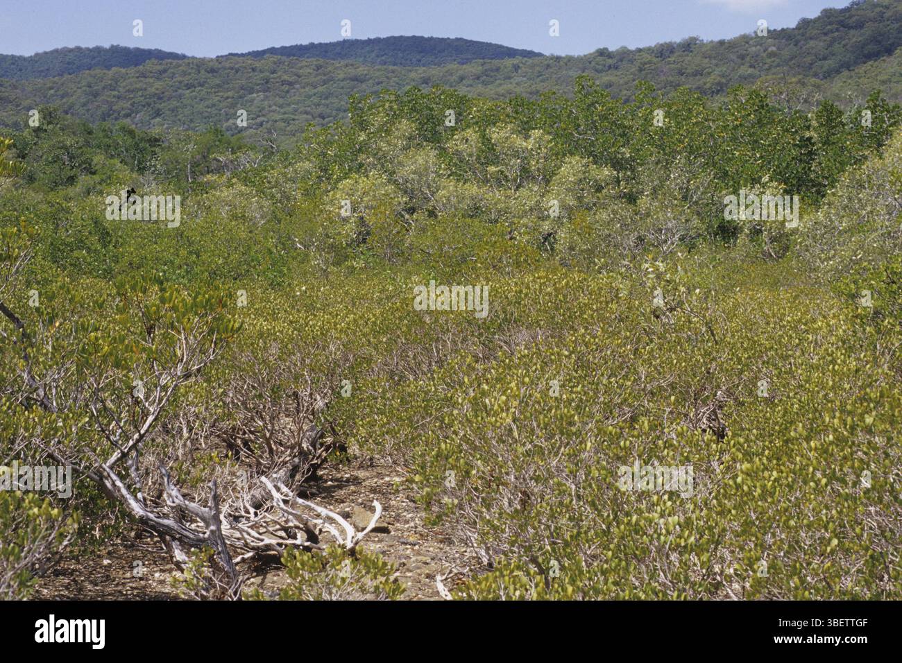Mangroves in Conway National Park Stock Photo - Alamy