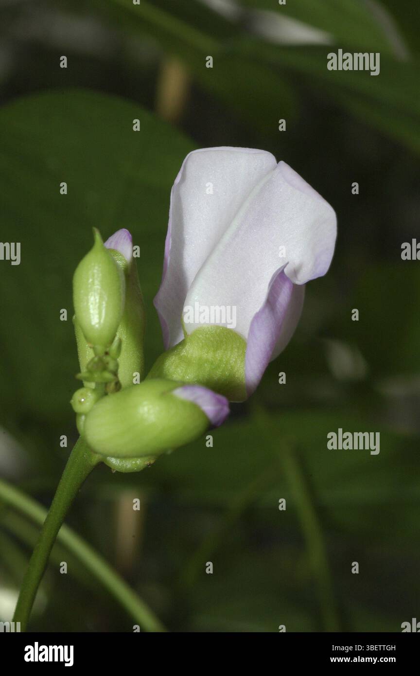 Jack bean, horse sword bean (Canavalia ensiformis Stock Photo - Alamy