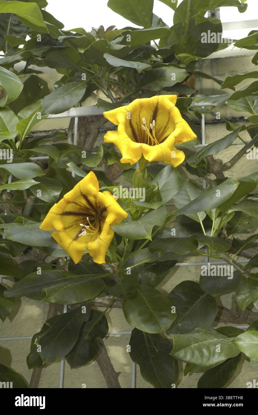Cup gold vine solandra hi-res stock photography and images - Alamy