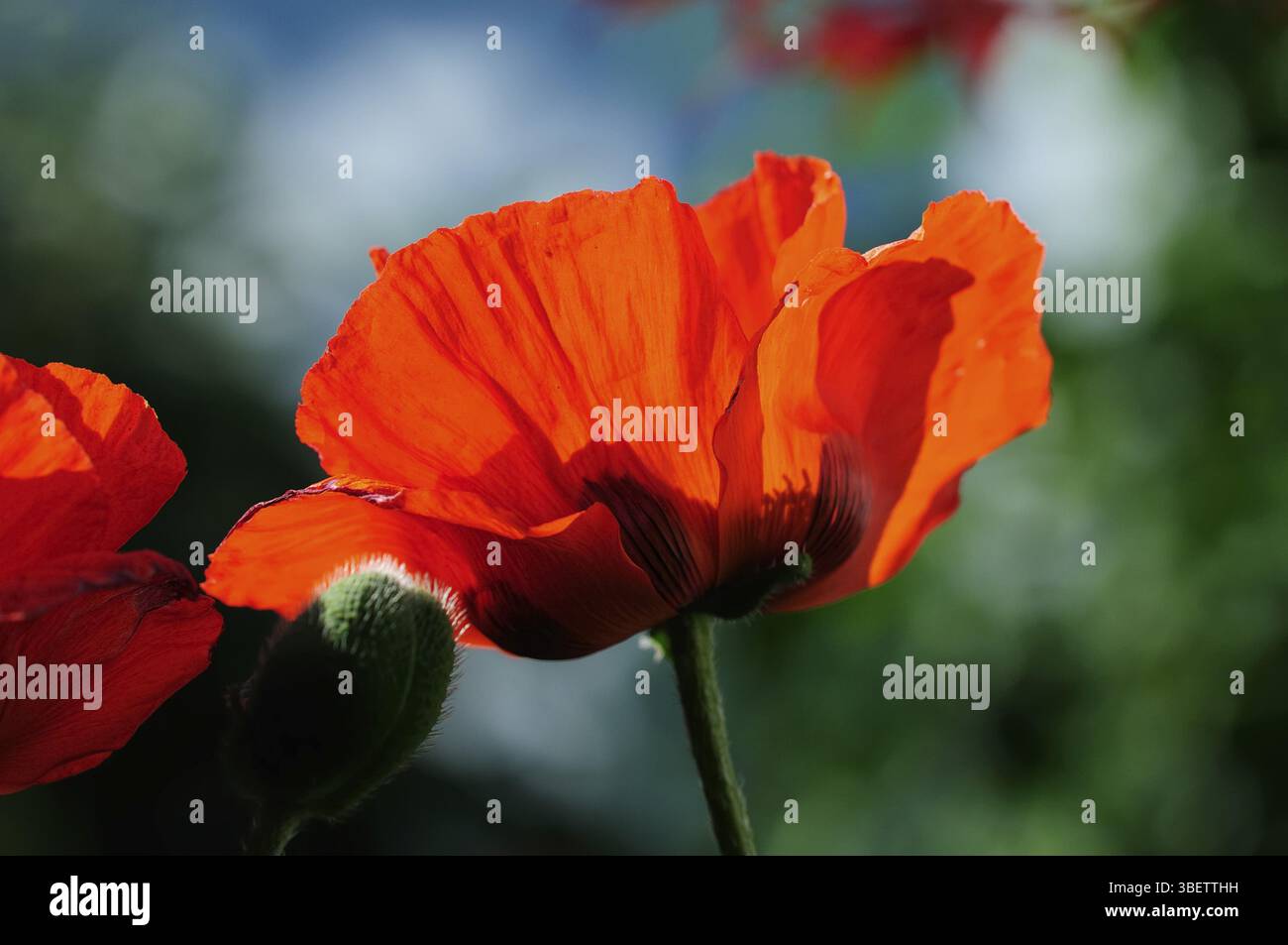 Seed stem corn poppy hi-res stock photography and images - Alamy
