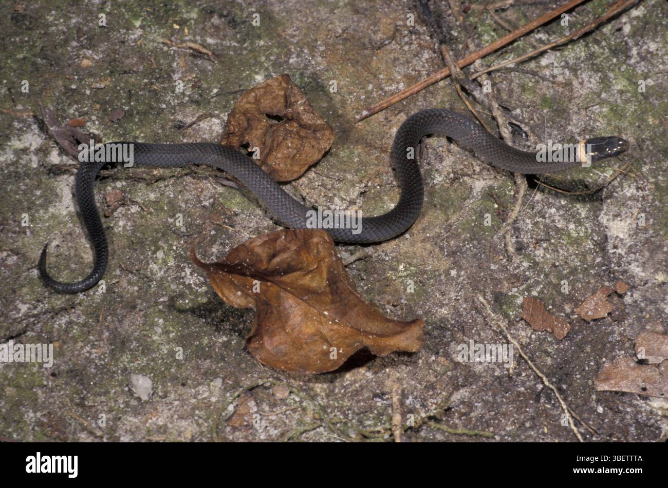 Ring necked snake diadophis punctatus hi-res stock photography and ...