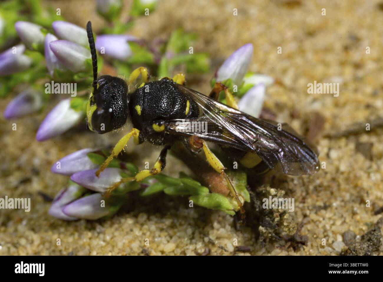 Rybyensis hi-res stock photography and images - Alamy