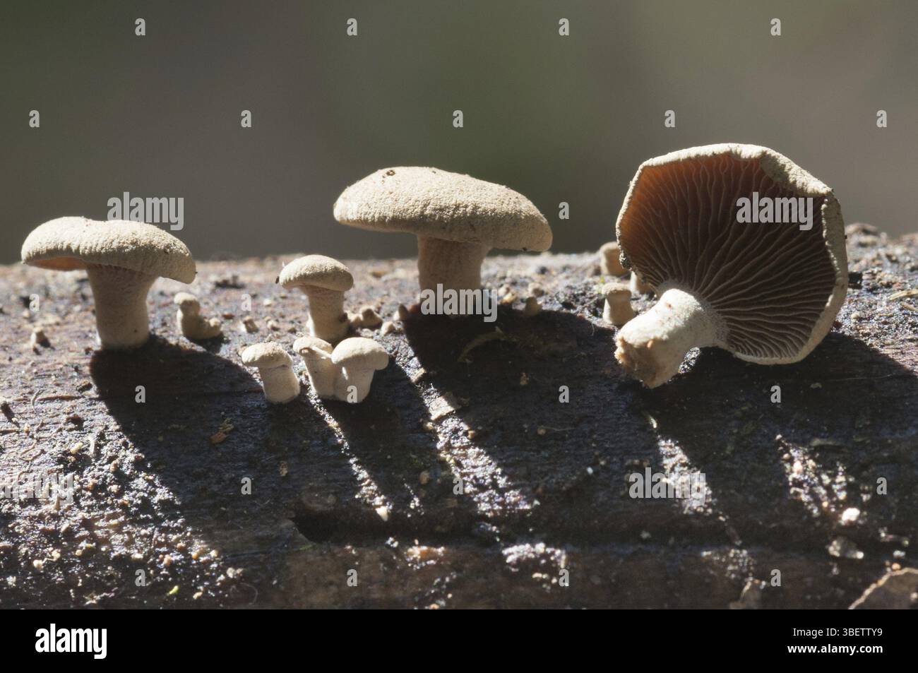 Herber dwarf gnome (Panellus stipticus Stock Photo - Alamy