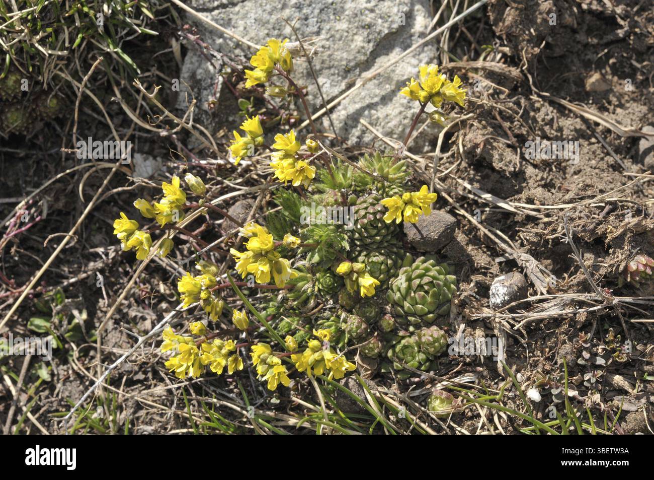 Draba aizoides (Draba aizoides Stock Photo - Alamy
