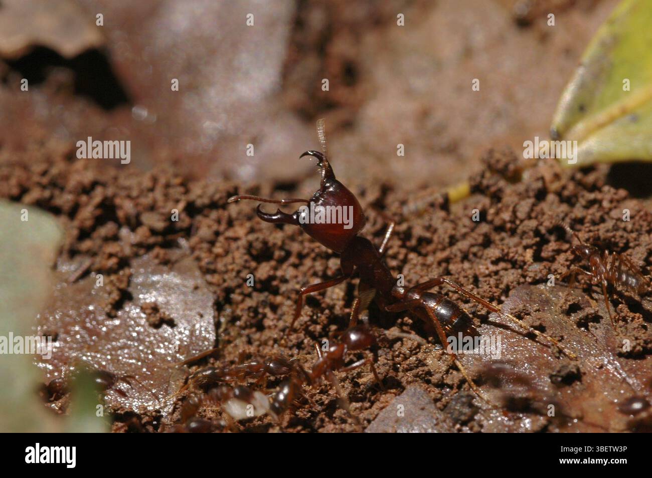 Driver ant soldier (Dorylus sp Stock Photo - Alamy