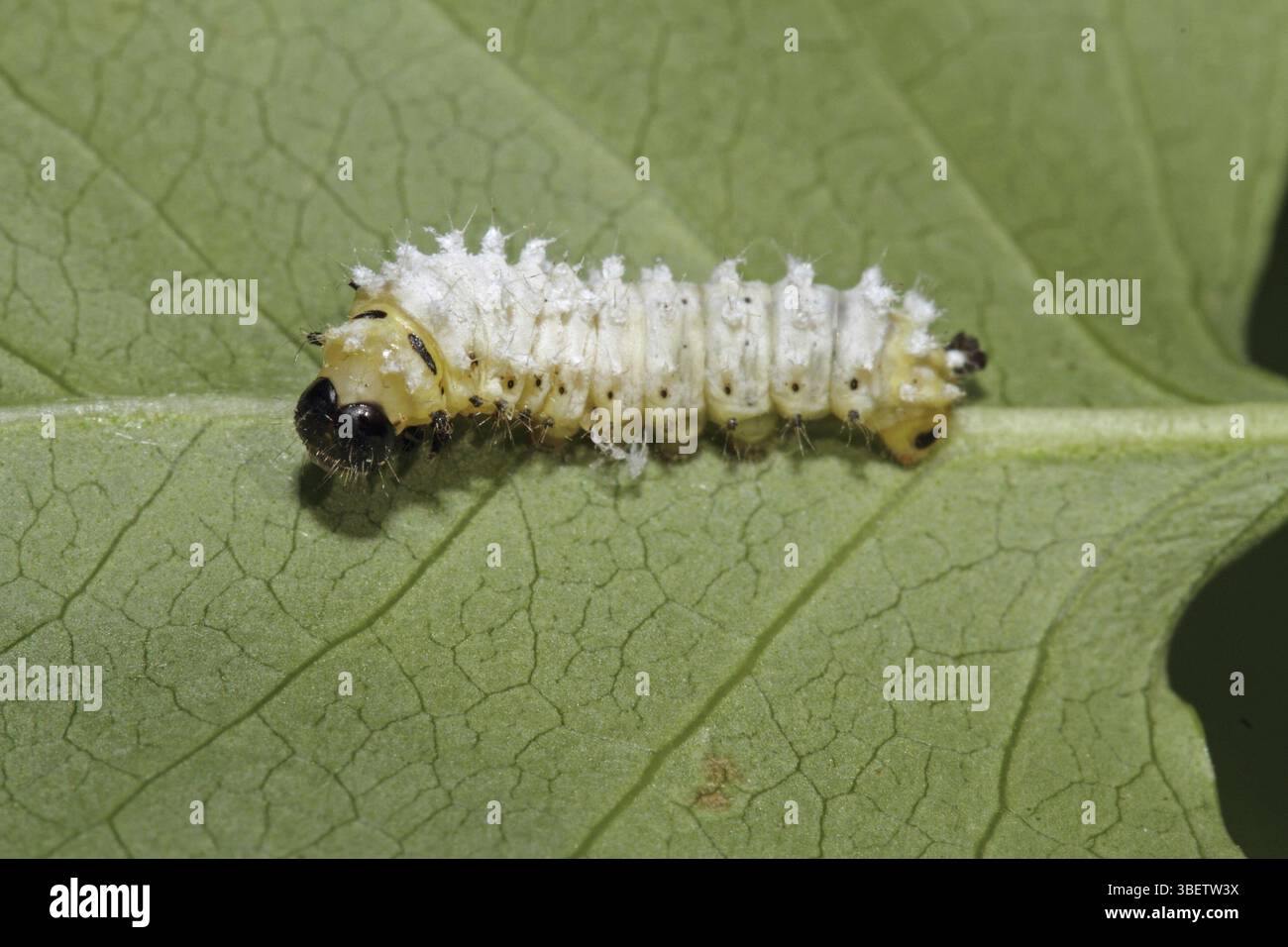 Tree of God moth (Samia cynthia Stock Photo - Alamy