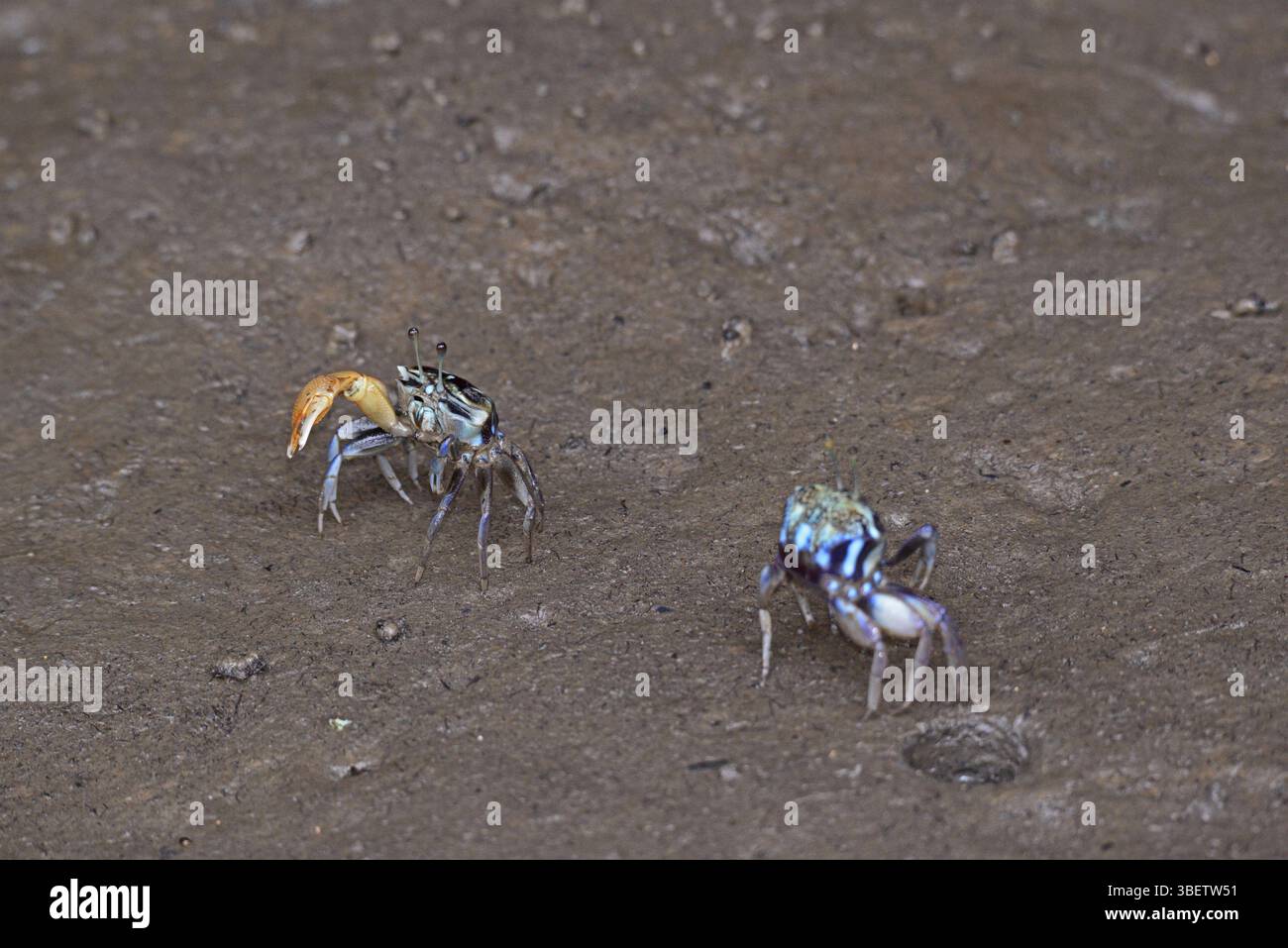 Fiddler crab mating (Decapoda Stock Photo - Alamy