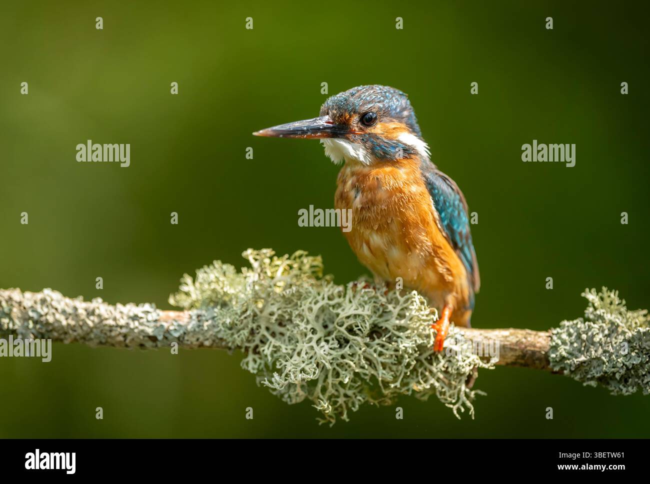 Rare kingfisher hi-res stock photography and images - Alamy