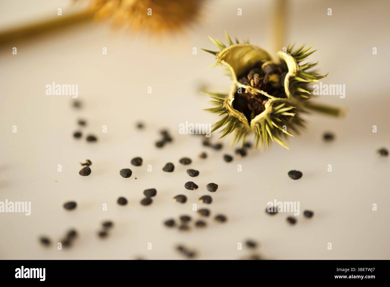 Jimson Weed (Datura stramonium Stock Photo - Alamy