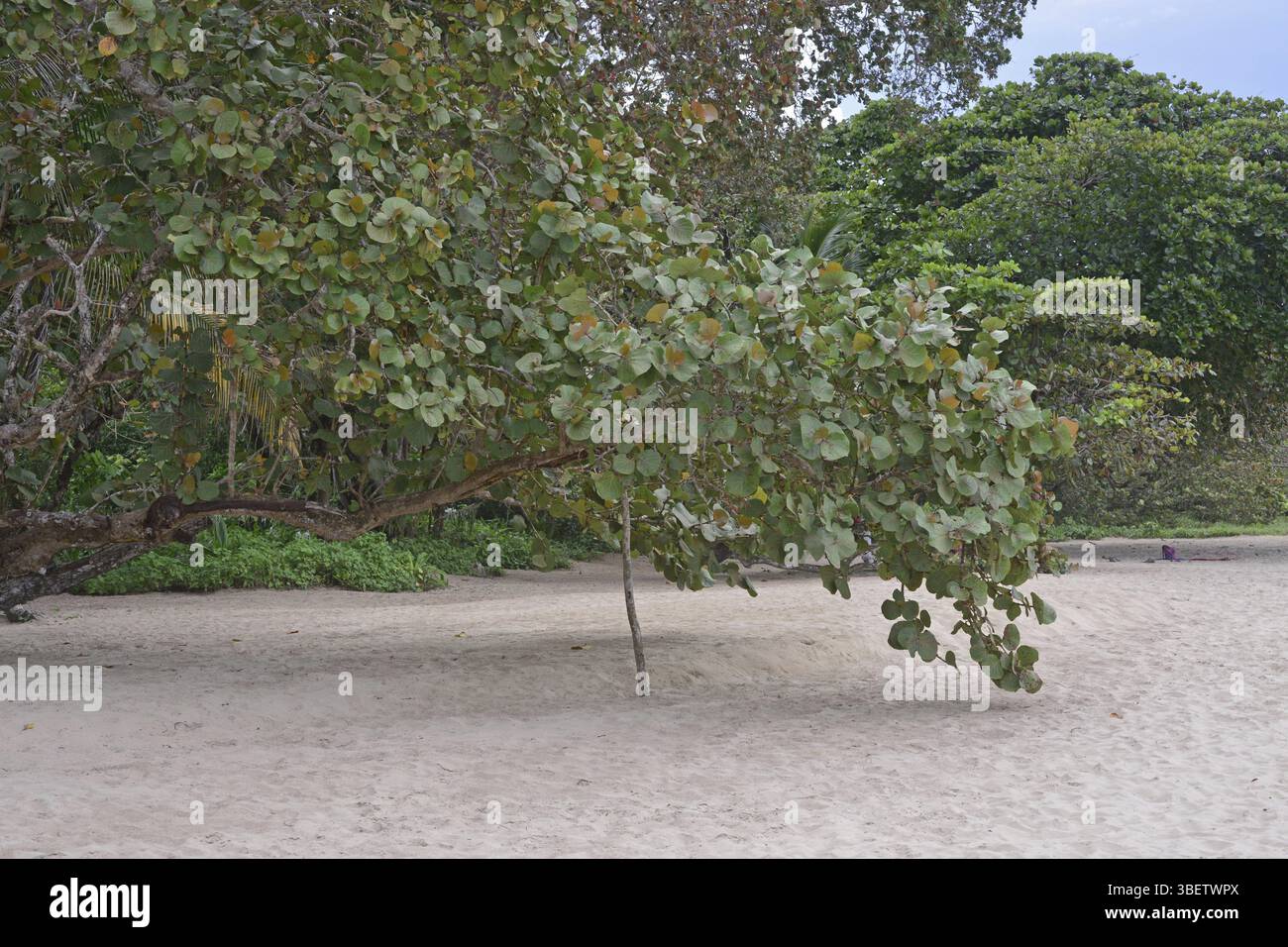 Sea grape tree (Coccoloba uvifera Stock Photo - Alamy