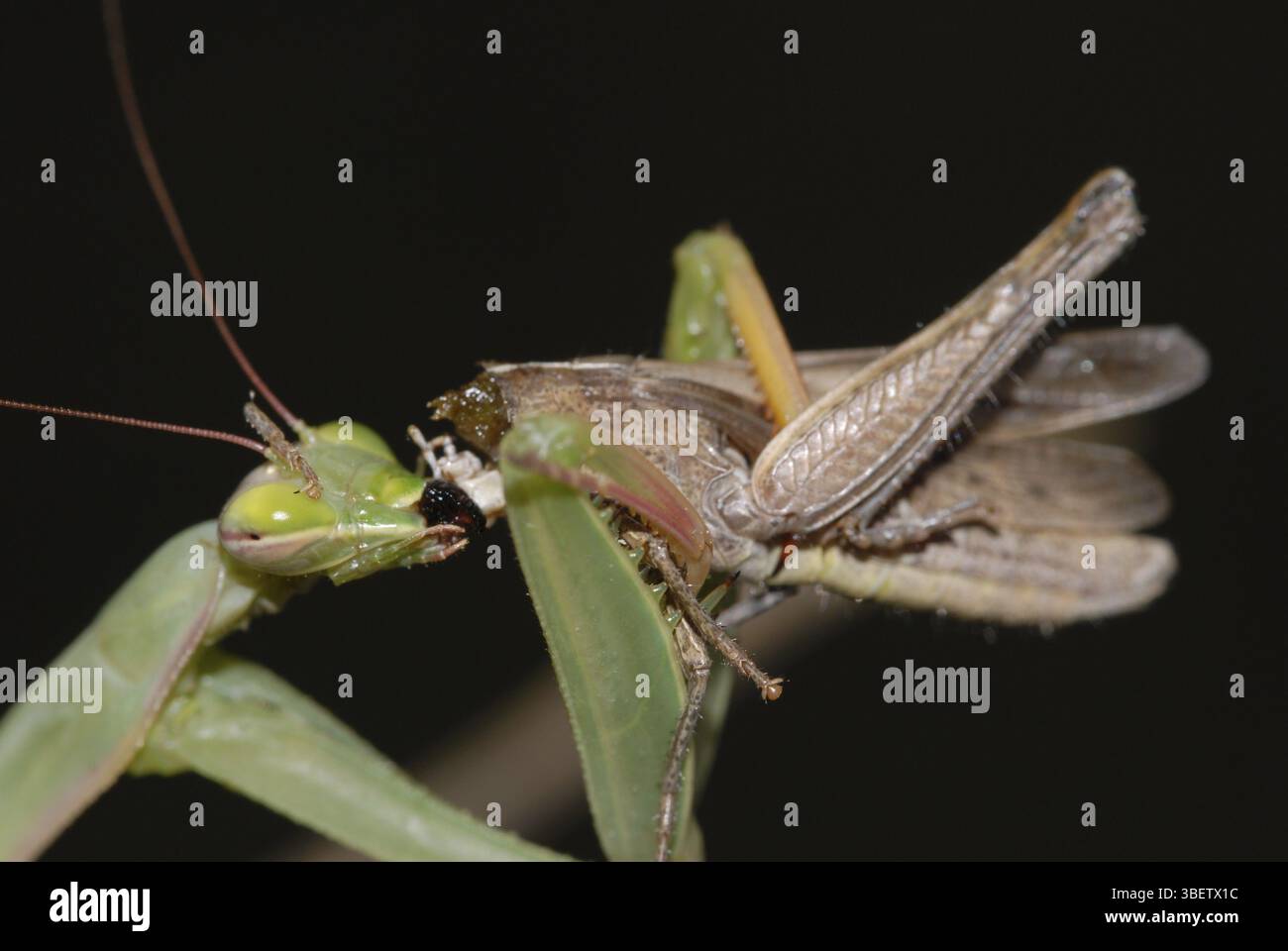 Praying mantis with prey (Mantis religiosa Stock Photo - Alamy