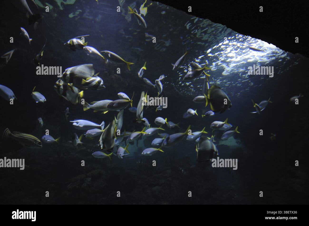Tropical fish photography hi-res stock photography and images - Alamy