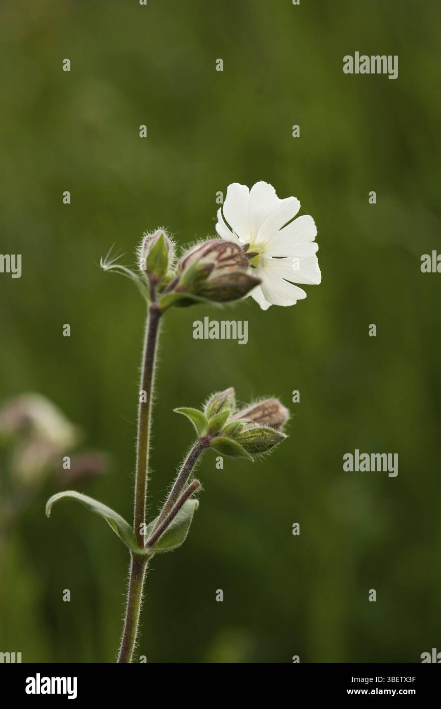 White Campion (Silene latifolia Stock Photo - Alamy