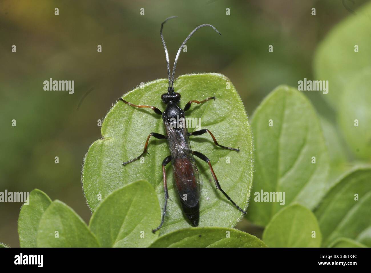 Plant wasp (Symphyta Stock Photo - Alamy