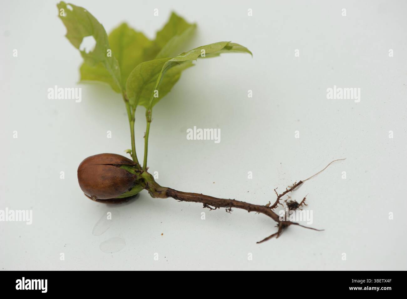 Oak seedling (Quercus robust Stock Photo - Alamy