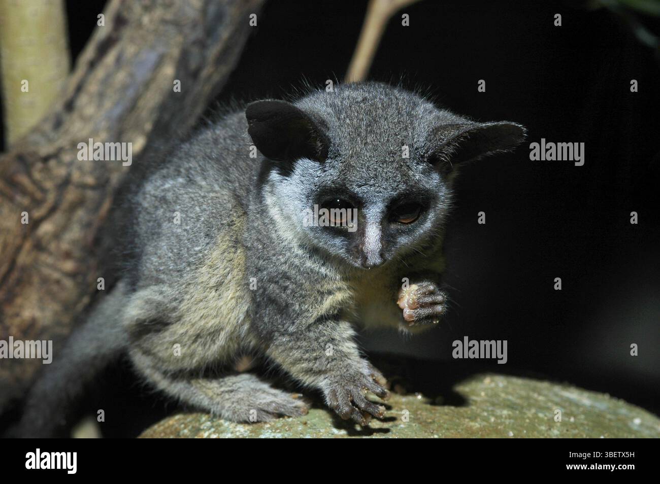 Galago wildlife hi-res stock photography and images - Alamy