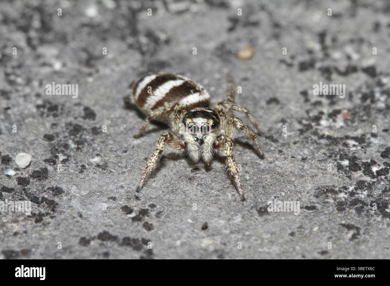 Zebra jumping spider (Salticus scenicus Stock Photo - Alamy