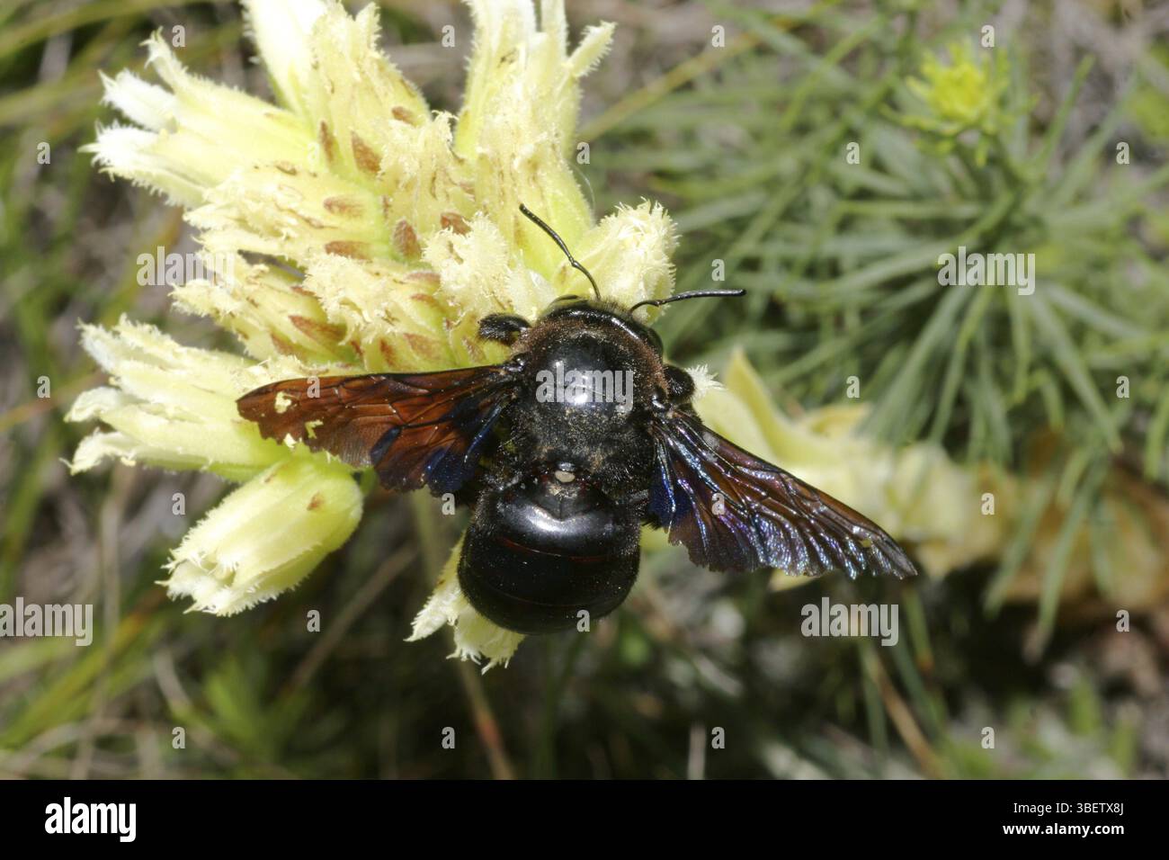 Violet carpenter bee (Xylocopa violacea Stock Photo - Alamy
