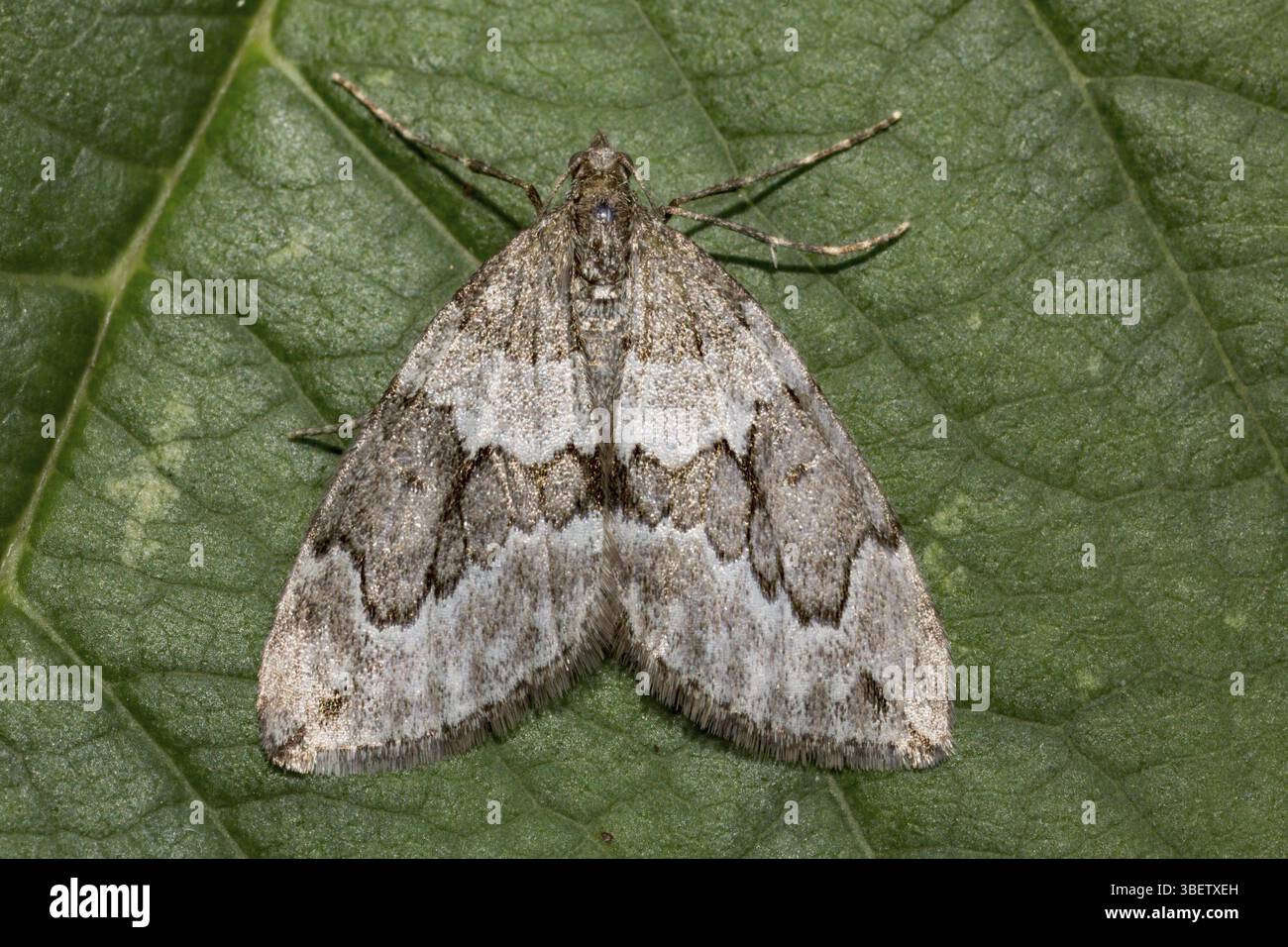 Juniper carpet moth (Thera juniperata Stock Photo - Alamy