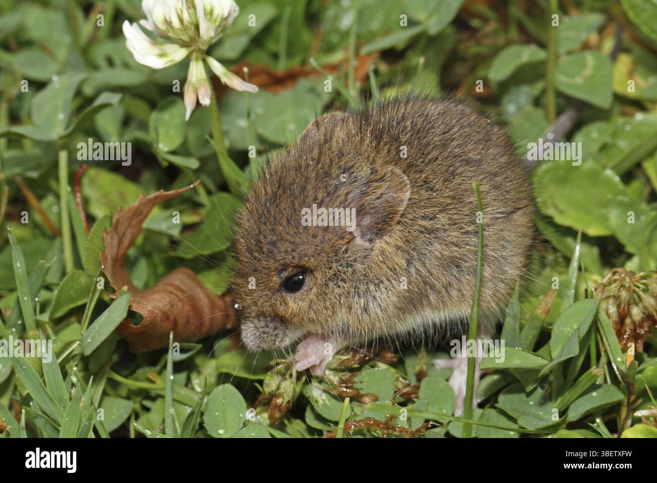 Apodemus sylvaticus young hi-res stock photography and images - Alamy