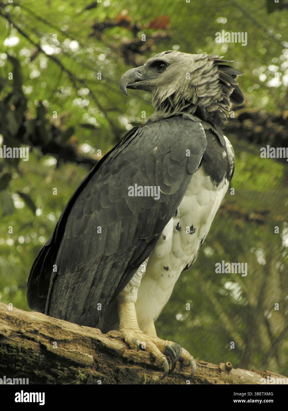 Harpy eagle (Harpia harpyja Stock Photo - Alamy