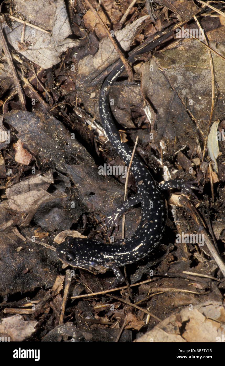 Florida newt (Plethodon glutinosus Stock Photo - Alamy