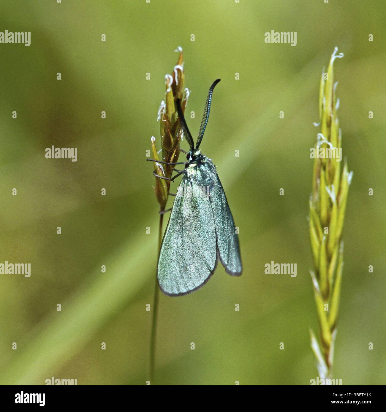 Hermaphrodite hi-res stock photography and images - Alamy