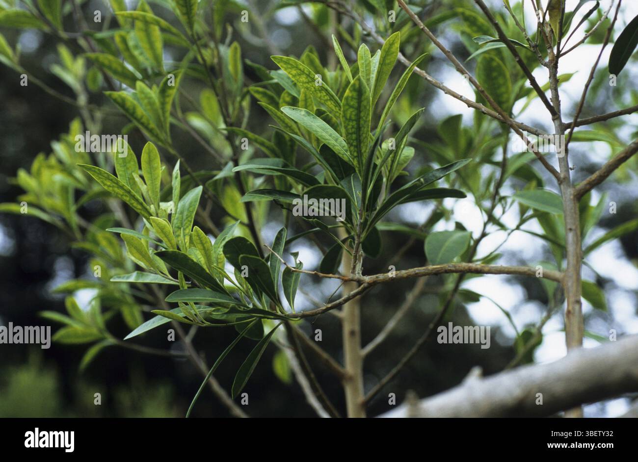 Pituri (Duboisia myoporoides Stock Photo - Alamy