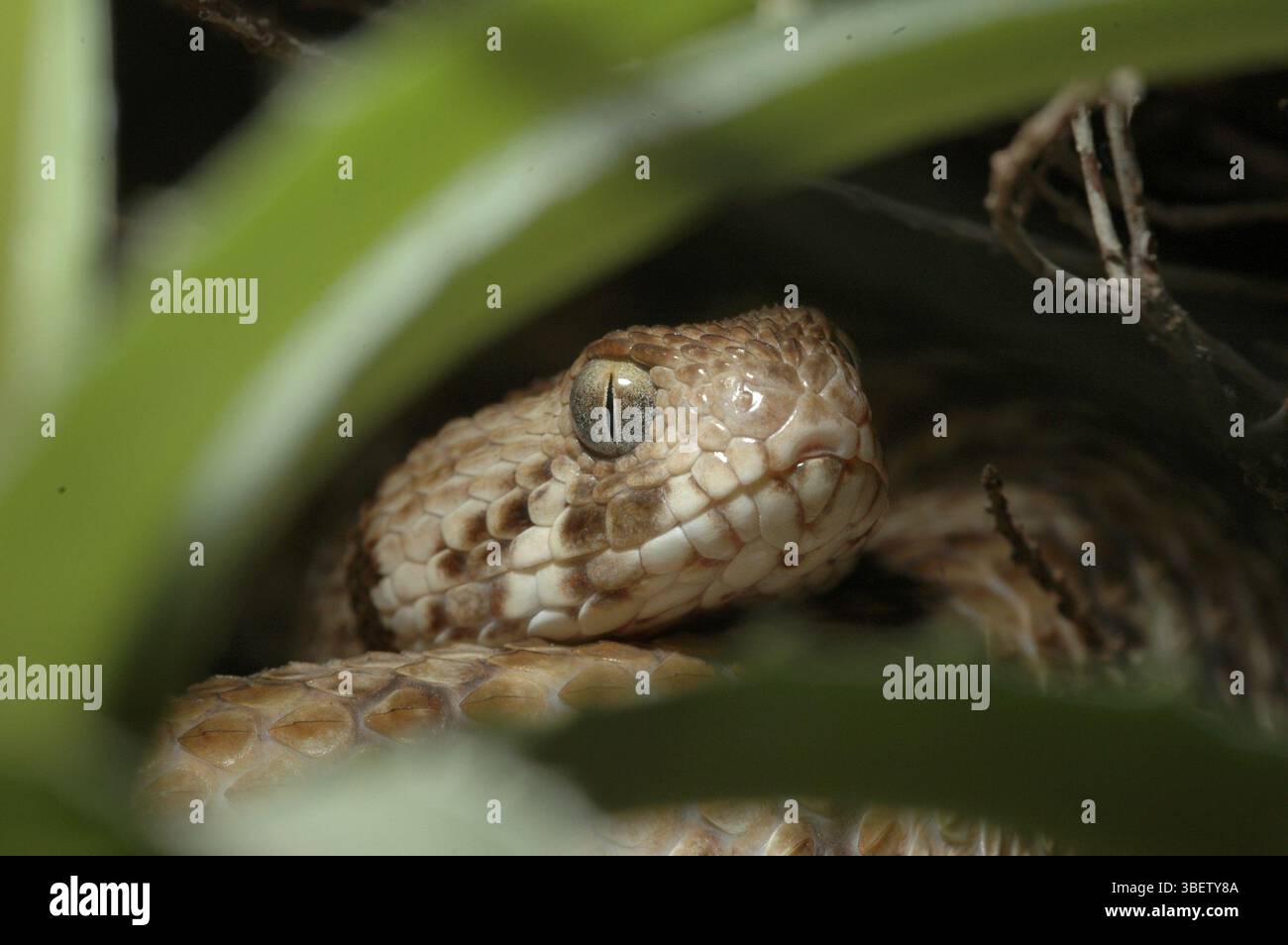 Echis ocellatus hi-res stock photography and images - Alamy