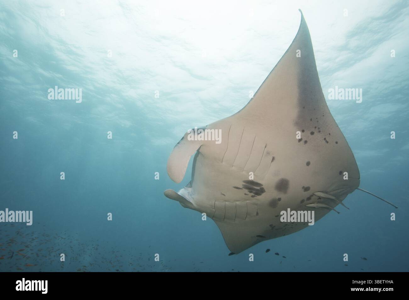 Devil ray animal hi-res stock photography and images - Alamy