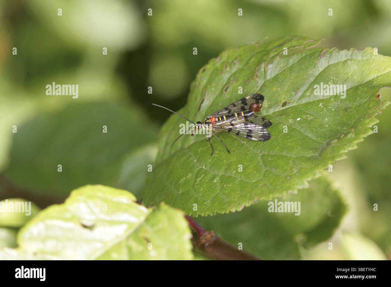 Scorpion fly metamorphosis hi-res stock photography and images - Alamy