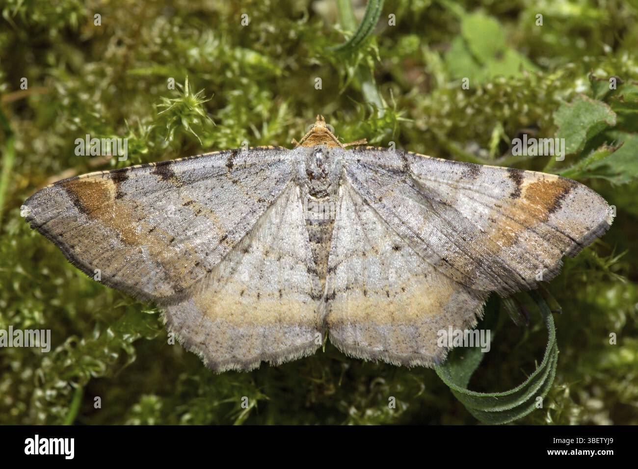 Pine Cornerwing Moth (Macaria liturata Stock Photo - Alamy