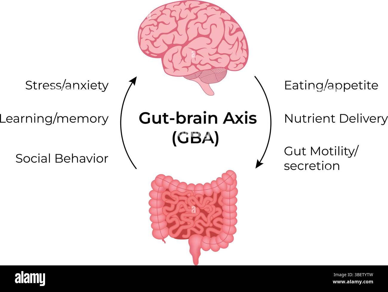 Gut-brain Axis (GBA) diagram Stock Vector Image & Art - Alamy